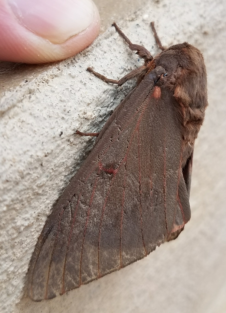 Pine-devil Moth from Grand Bay, AL 36541, USA on April 9, 2018 at 01:58 ...