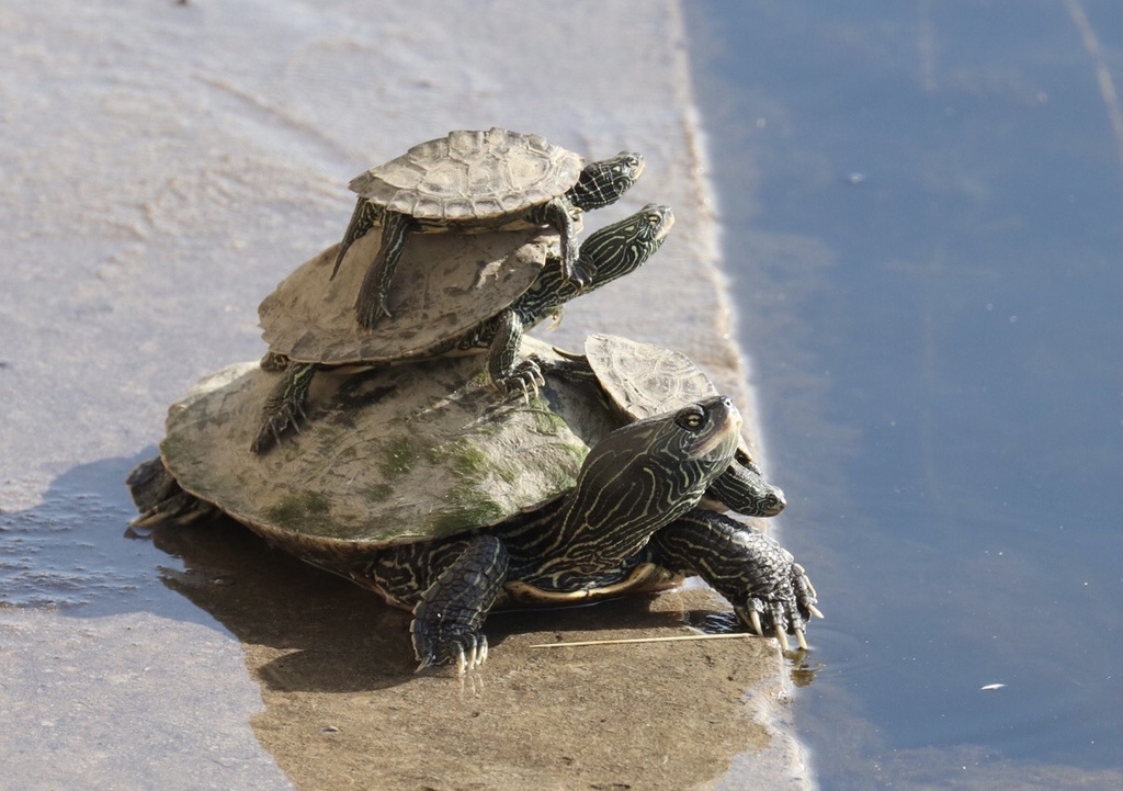 Northern Map Turtle in September 2021 by kyanite12 · iNaturalist