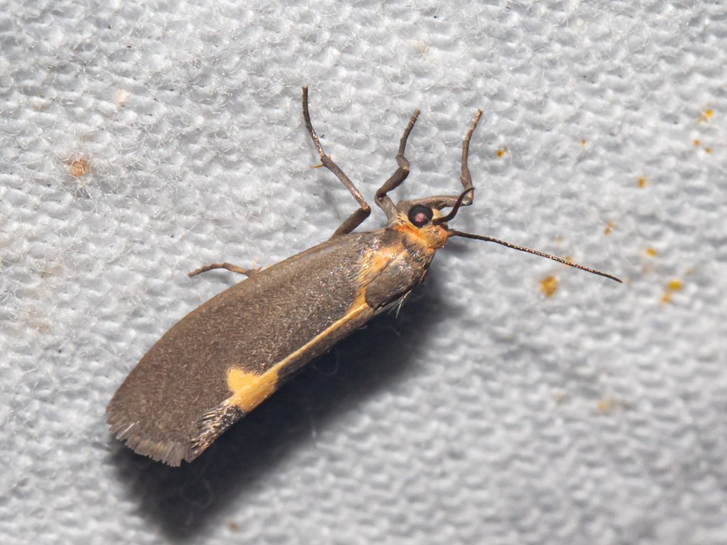 Lead-colored Lichen Moth from Dorchester County, MD, USA on August 07 ...