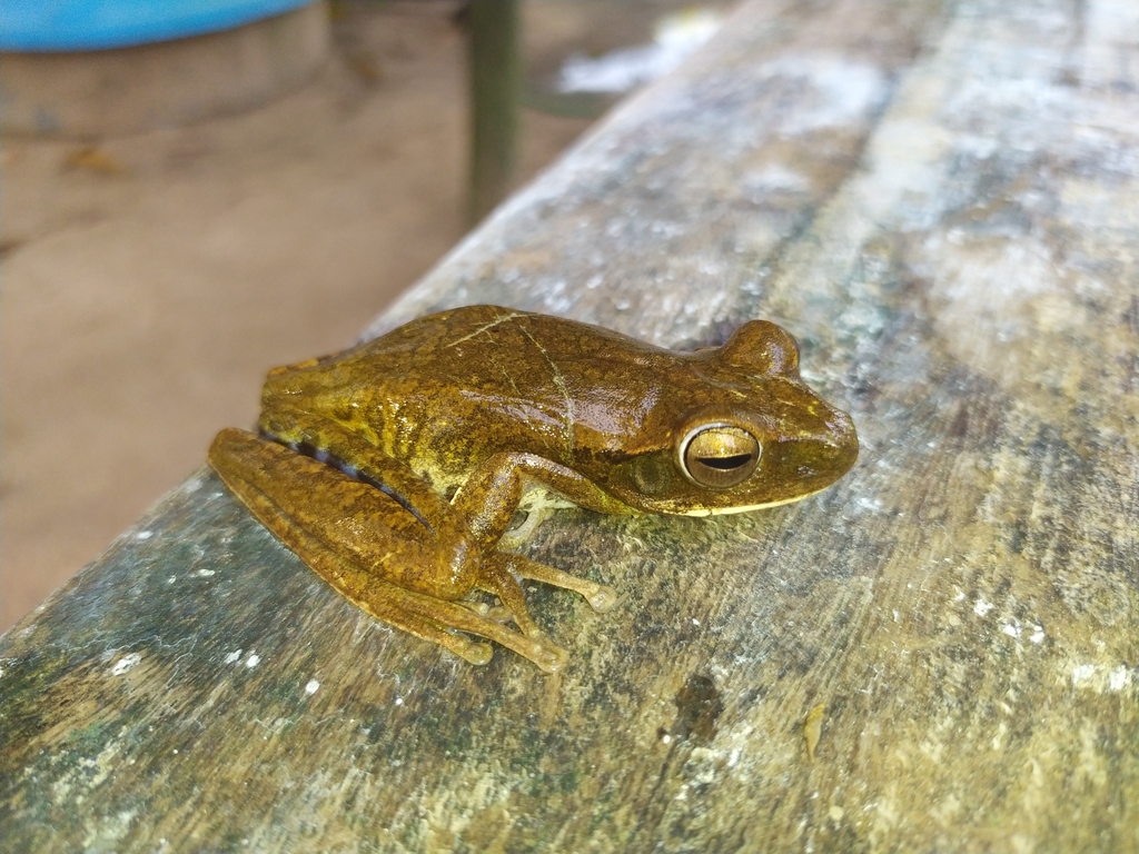 Chaco Tree Frog from São Bernardo - MA, 65550-000, Brasil on August 07 ...