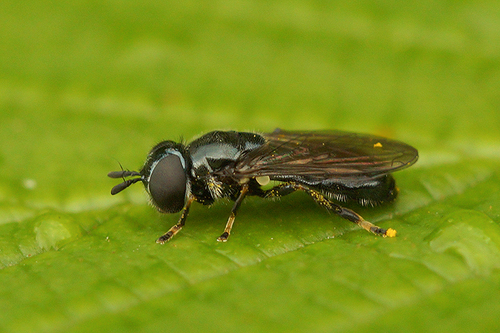 Genus Pipizella · iNaturalist