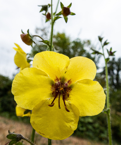 Observations by shaymas_macamus · iNaturalist