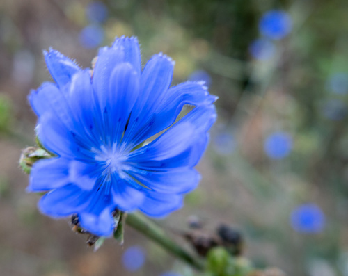 Observations by shaymas_macamus · iNaturalist