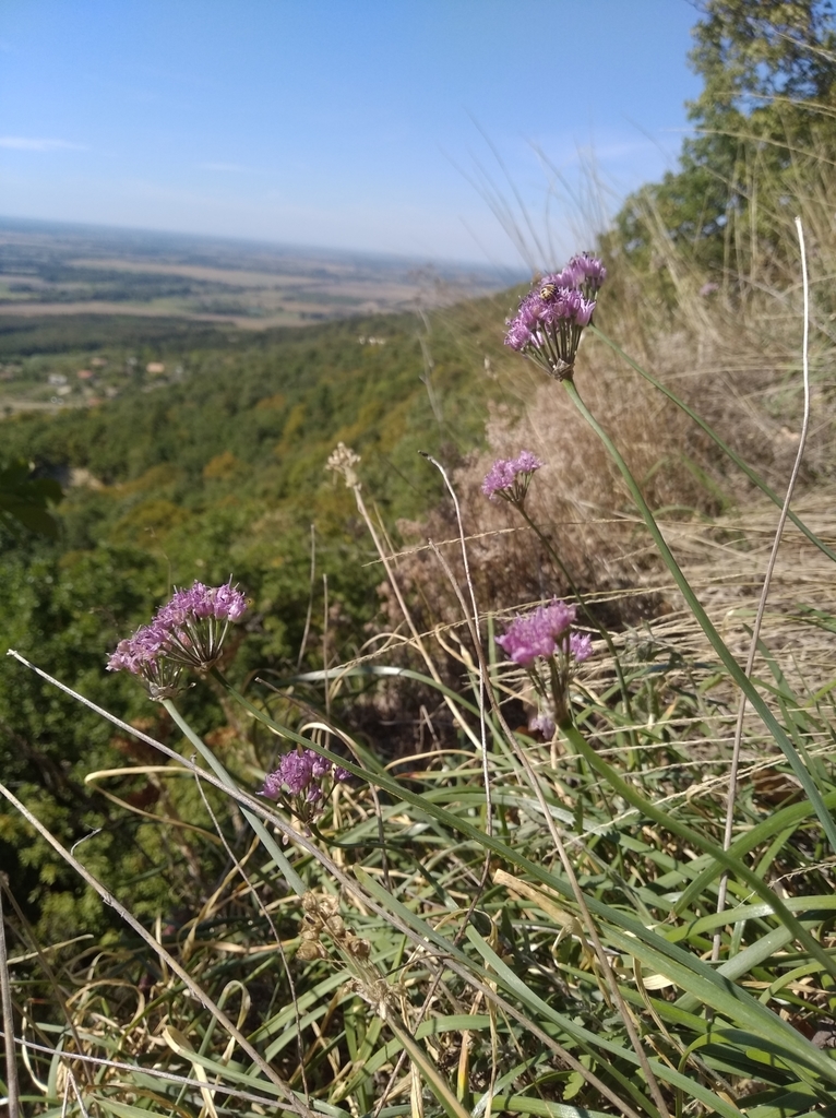 German Garlic in September 2021 by Heizler Balázs · iNaturalist