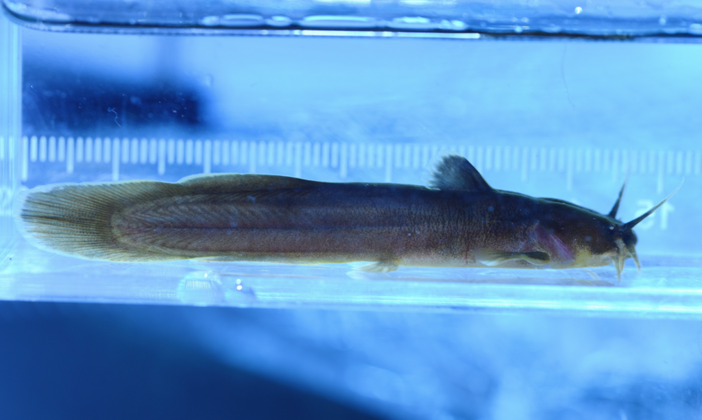 Liobagrus aequilabris from 中国湖北省武汉市黄陂区 on September 11, 2021 at 07:18 ...