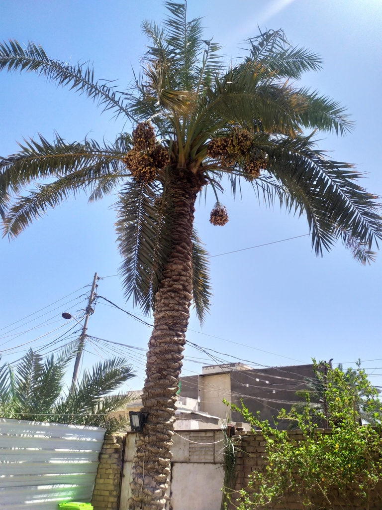 Date Palm from 2W39+MQQ, Al Diwaniyah, Iraq on September 12, 2021 at 12 ...