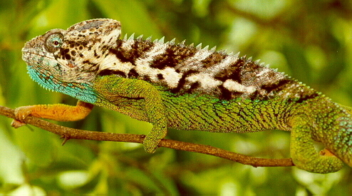 Spiny Chameleon from Beza Mahafaly on December 28, 2001 by Chris ...