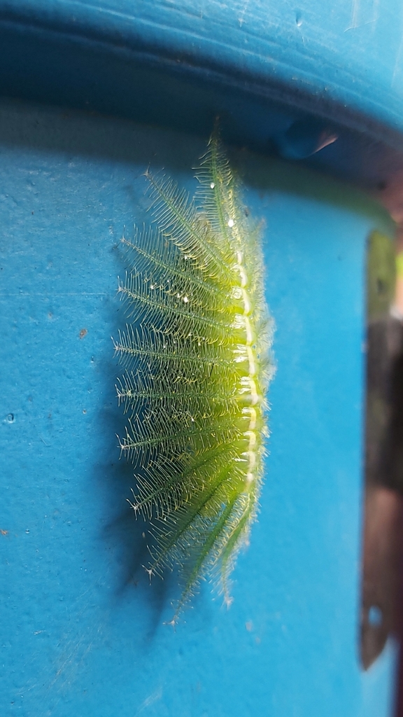 Common Baron from North Goa on September 11, 2021 at 12:38 PM by ...