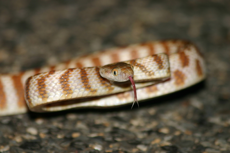 Brown Tree Snake from Katherine, Australia on July 30, 2006 by Chris ...