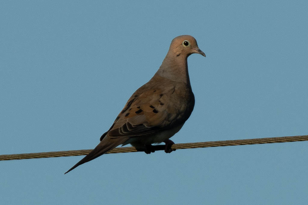 Mourning Dove from Fauquier, Virginia, United States on September 10 ...