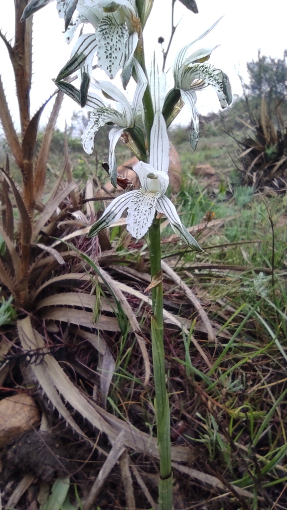 Chloraea multiflora from Quintero, Valparaíso, Chile on September 12 ...