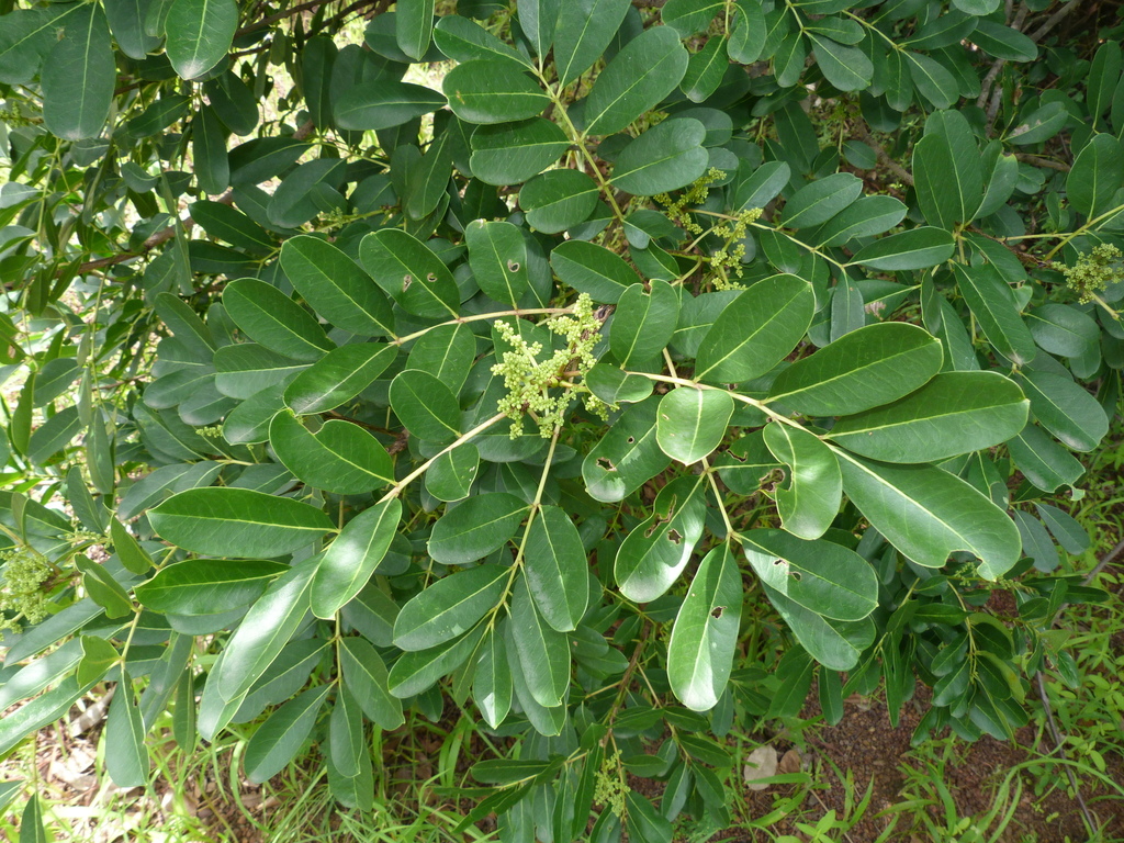 Zanthoxylum zanthoxyloides from Yanfolila, Mali on August 18, 2014 at ...