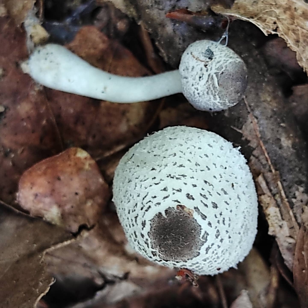 Skullcap Dapperling from 36826 Puentecaldelas, Pontevedra, España on ...