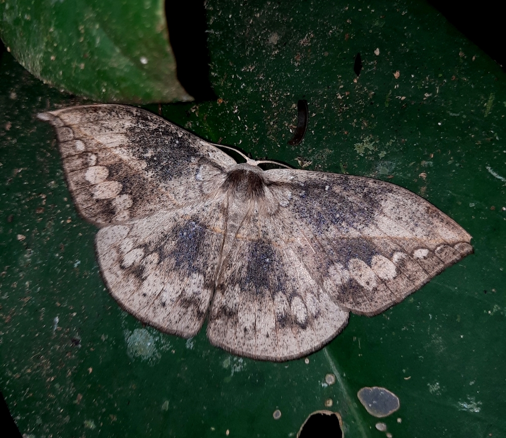 Dead Leaf Moth from Princes Town Regional Corporation, Trinidad and ...
