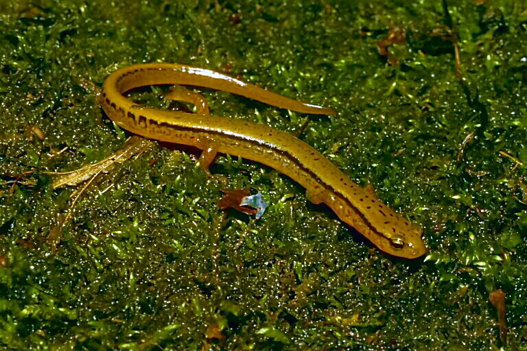 Blue Ridge Two-lined Salamander from grandfather mountain on March 17 ...