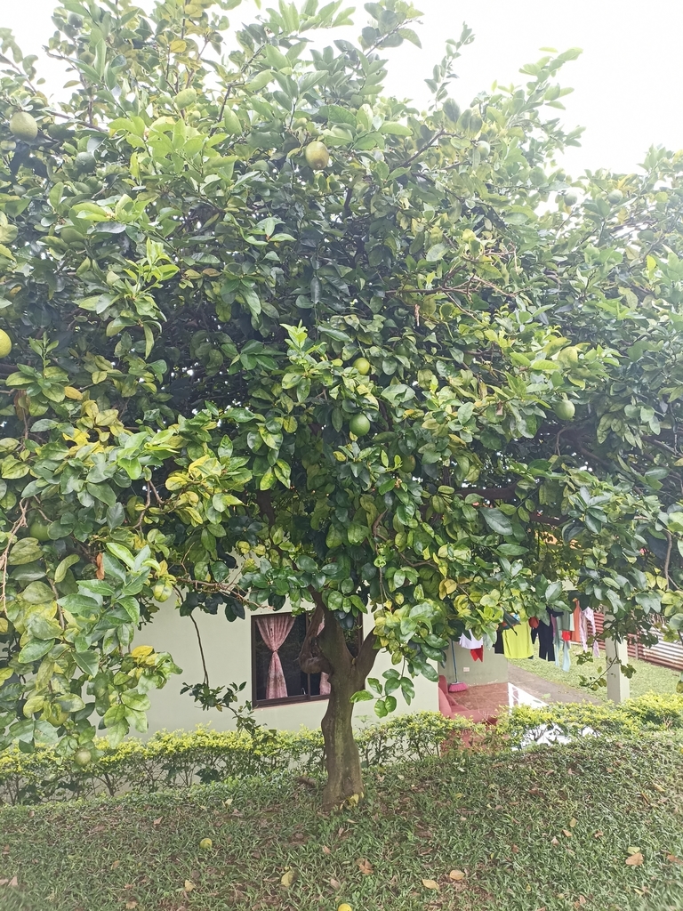 Lemon from Provincia de Alajuela, Grecia, Costa Rica on September 12 ...