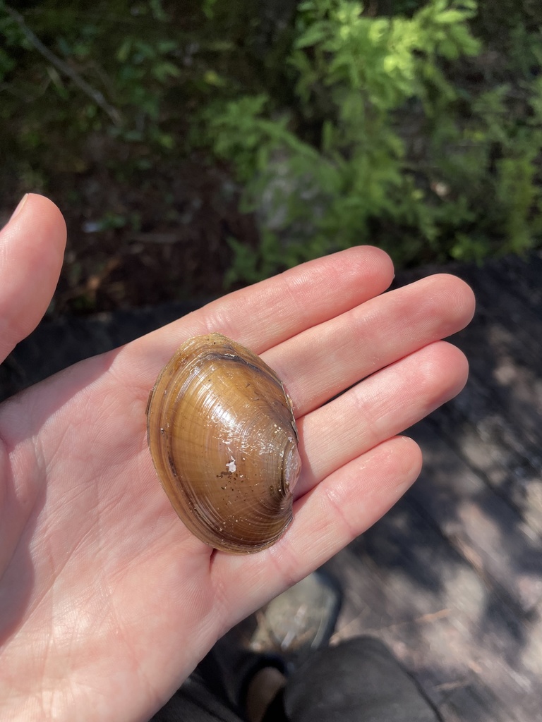 River Mussels from Lake Waccamaw, Lake Waccamaw, NC, US on September 11 ...