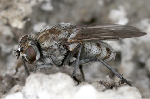 Lispe loewi · iNaturalist