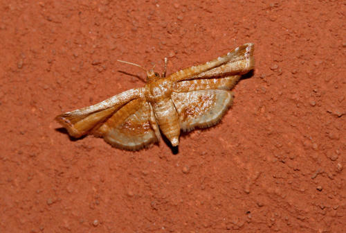 Rhodoneura roseola · NaturaLista Colombia