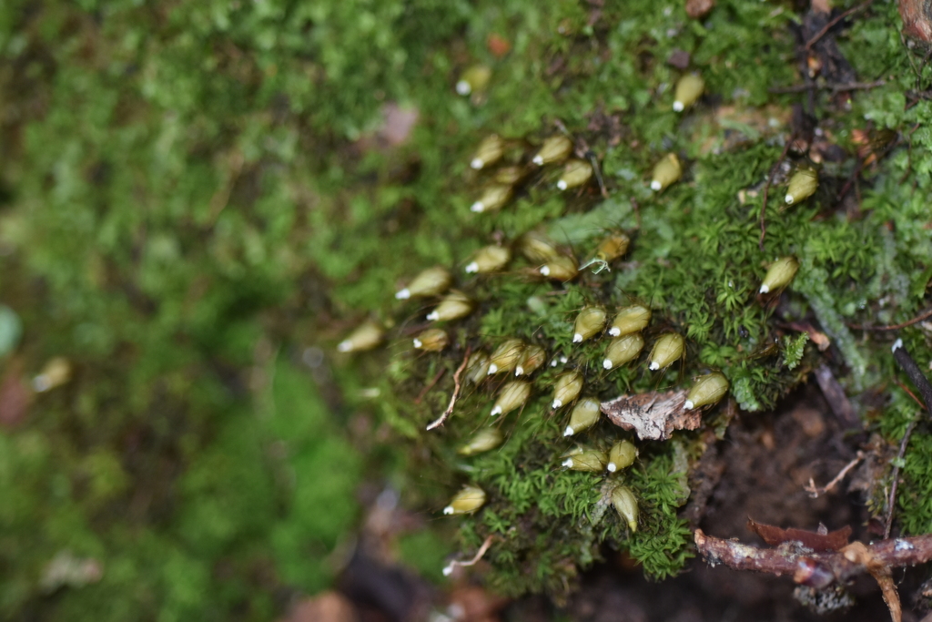 Powder Gun Moss from Carter County, TN, USA on September 12, 2021 at 09 ...