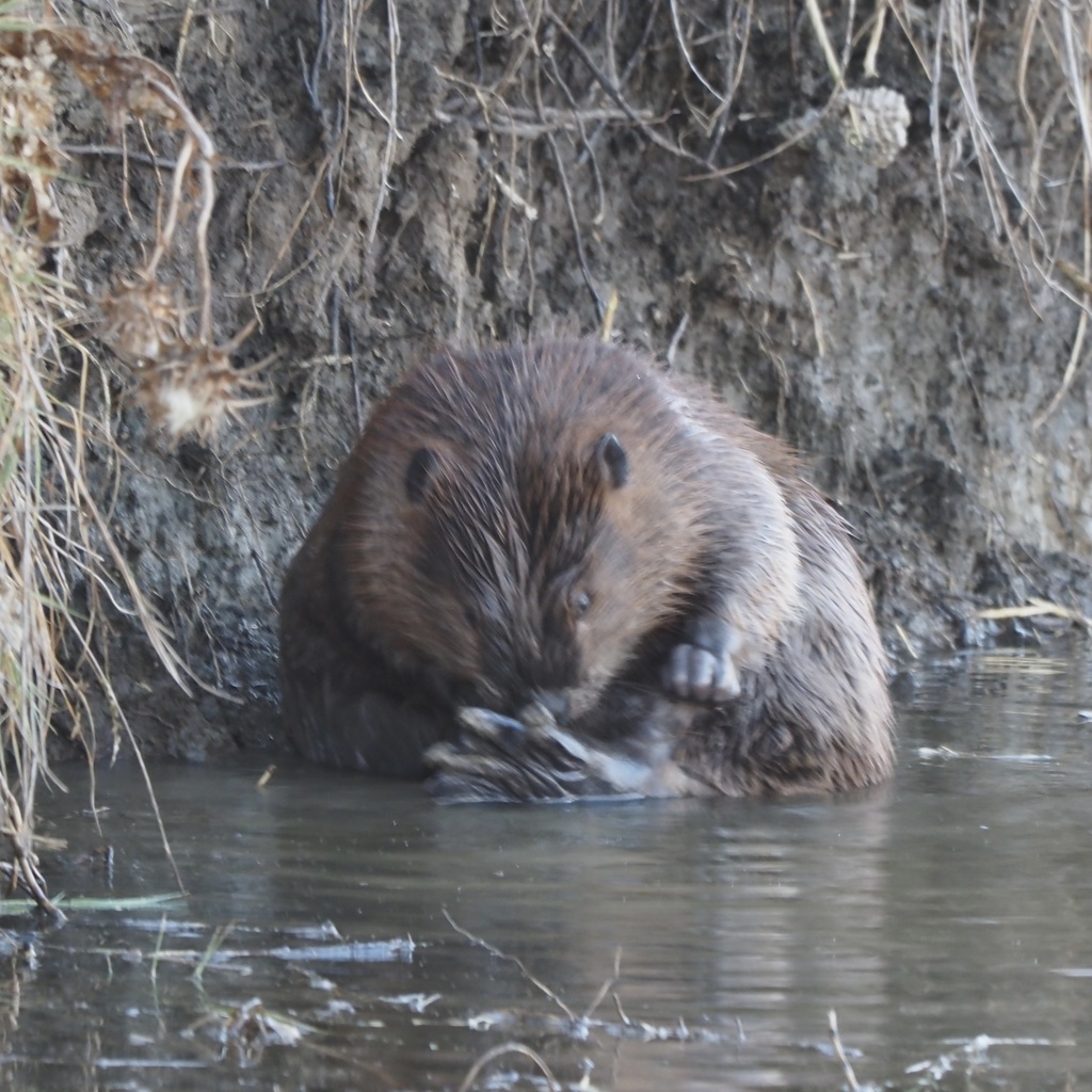 American Beaver from West Sacramento, CA, US on September 12, 2021 at ...