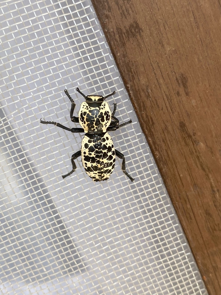 Zopherus nodulosus from Guadalcázar by Augusto Quiñones · iNaturalist