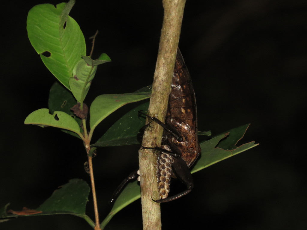 Lethocerus collosicus from Orange Walk District, Belize on June 5, 2014 ...
