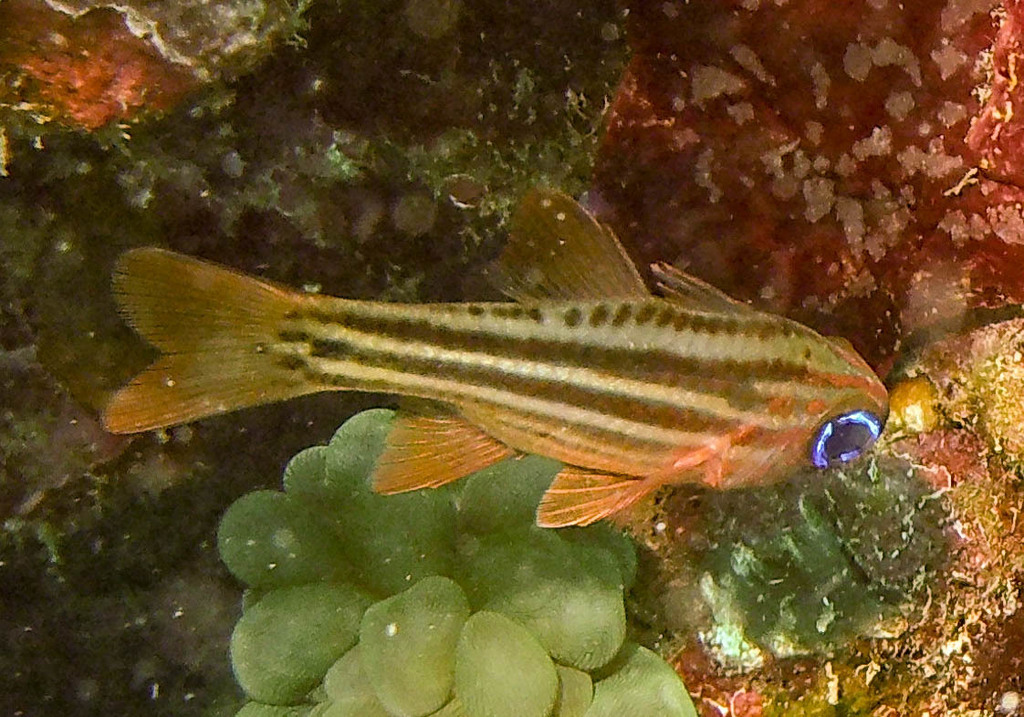 Blue-eye Cardinalfish (Ostorhinchus compressus) - Marine Life ...