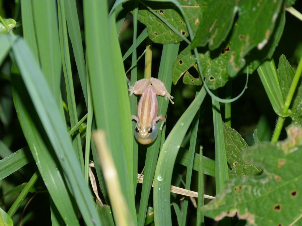 Pyjama Spiny Reed Frog from Yanfolila, Mali on August 19, 2014 at 11:04 ...