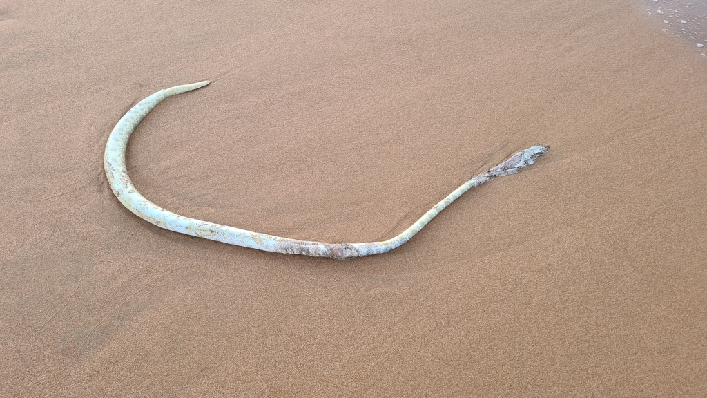 Bar-bellied Sea Snake from Townsville, QLD, Australia on September 13 ...