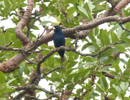 Baka Indigobird (Vidua larvaticola) · iNaturalist United Kingdom