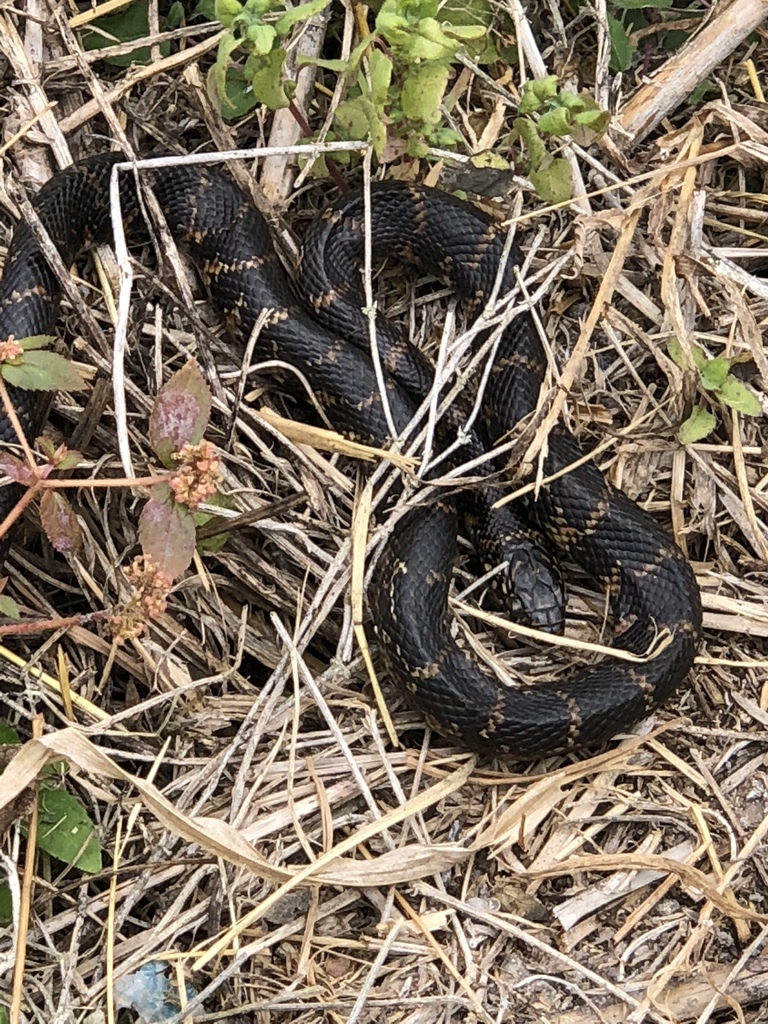 Eastern King Snake Range