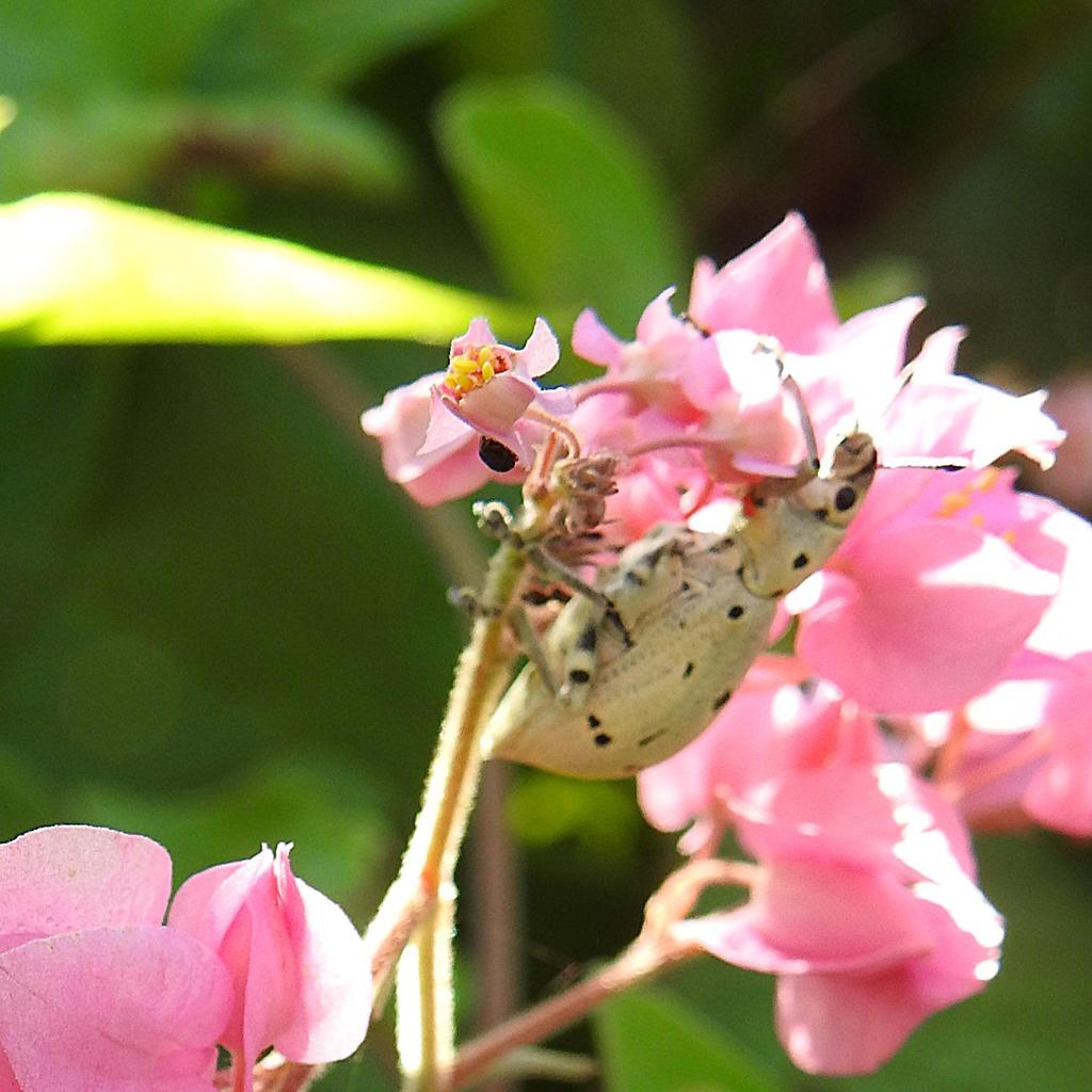 Ericydeus from Culiacán, Sin., México on October 1, 2020 at 09:46 AM by ...