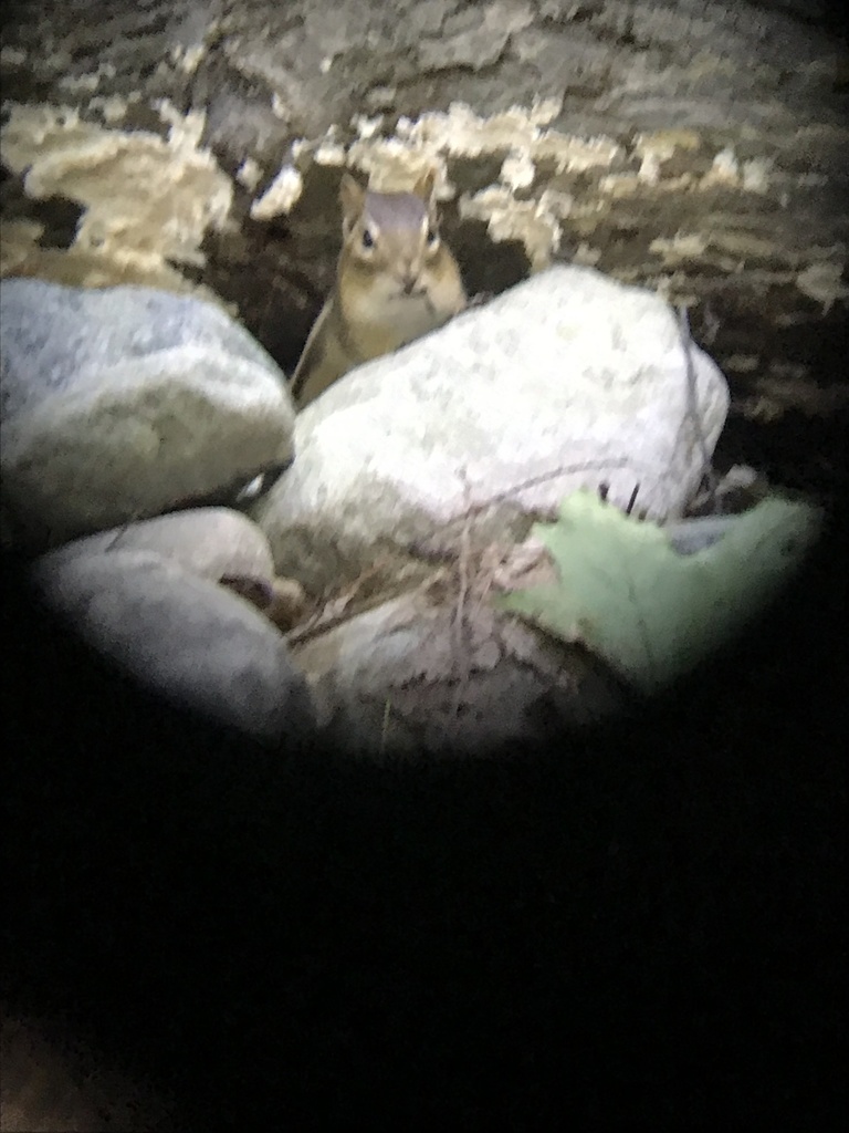 Eastern Chipmunk from Edgeridge Cir, Kalamazoo, MI, US on September 9 ...
