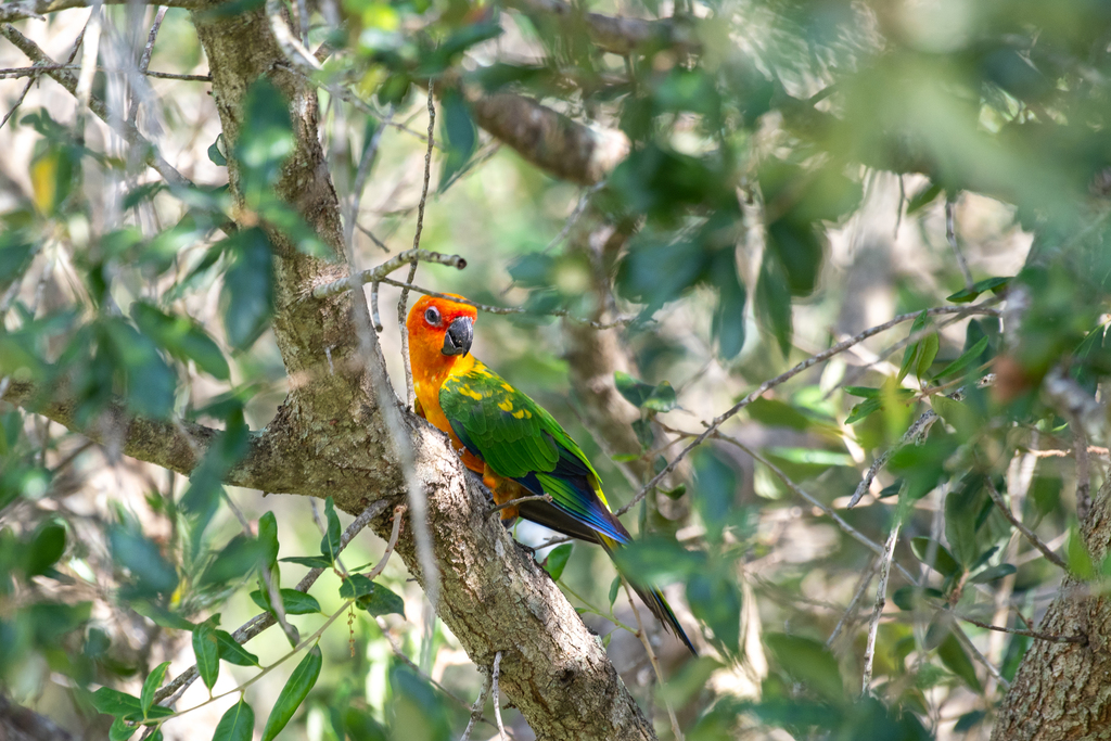 Sun Parakeet in September 2021 by Kyle Paul. Presumed escapee ...