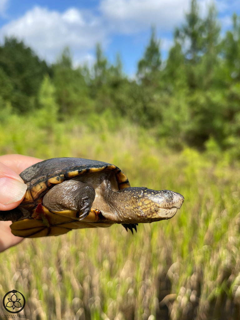 Eastern Mud Turtle in August 2021 by Christopher R. Wilson · iNaturalist