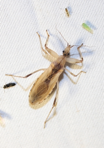 Oncocephalus nubilus · iNaturalist United Kingdom