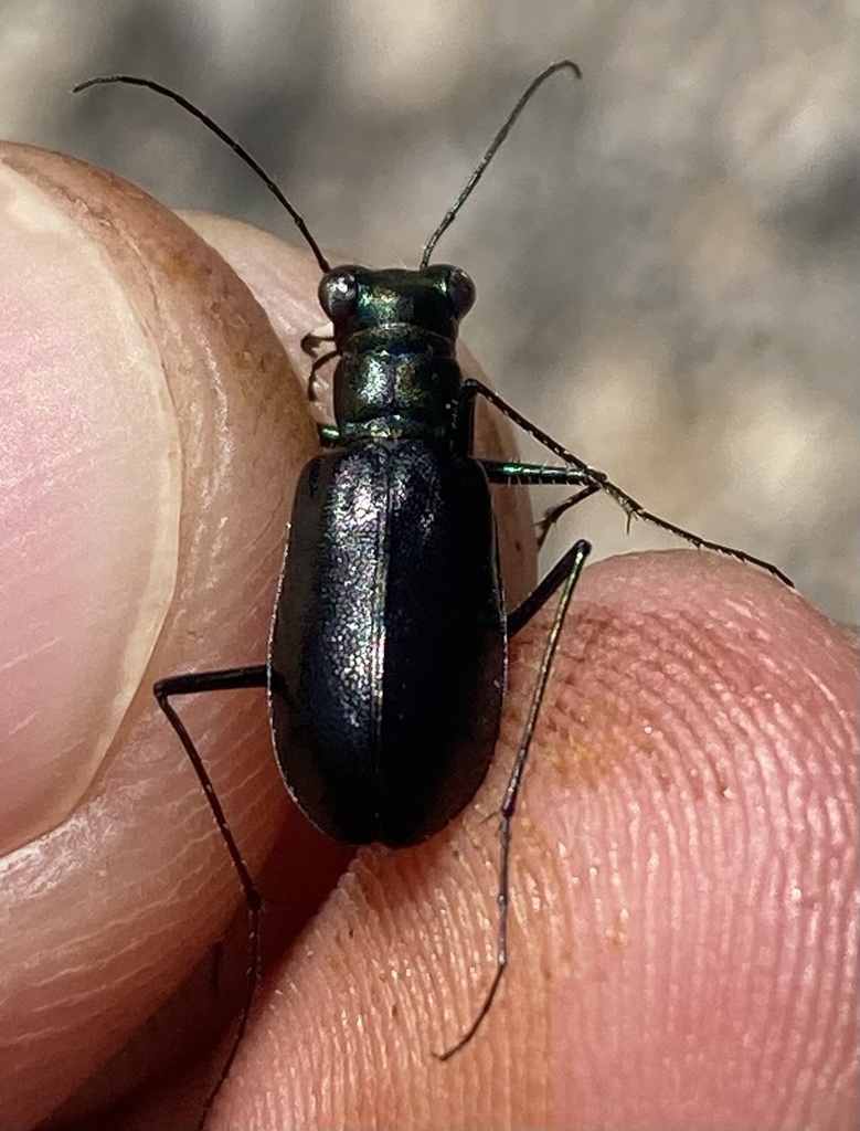Limestone Tiger Beetle from Mico, TX, US on September 11, 2021 at 04:00 ...