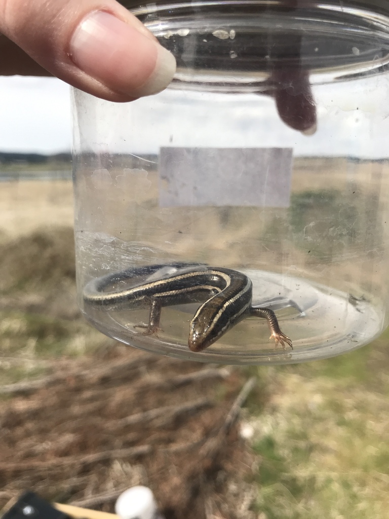 Western Skink from 1742–1964 S Henry Rd, Greenacres, WA, US on April 18 ...