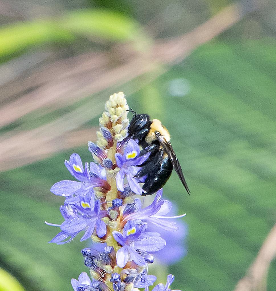 Eastern Carpenter Bee from Claremore, OK 74017, USA on September 11 ...