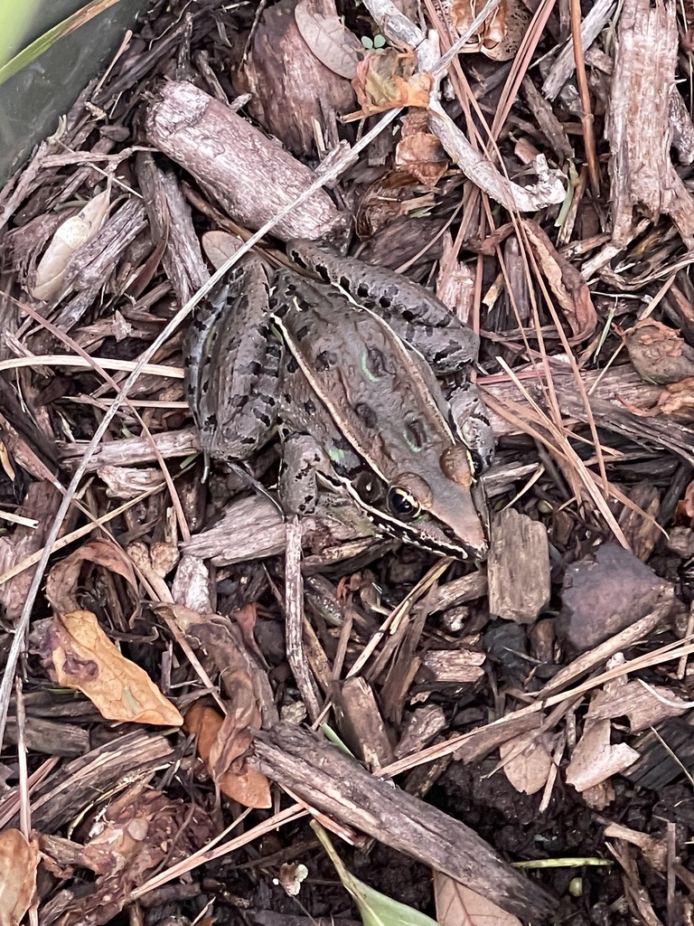 Southern Leopard Frog from River Front Pl, Wilmington, NC, US on ...