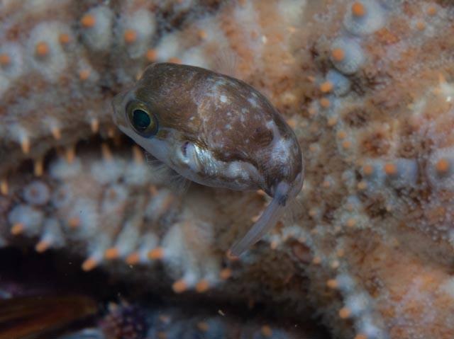 Pufferfishes from Atlantis on October 25, 2015 by rosepalmer. baby ...