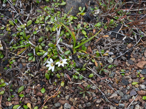 Selliera microphylla · iNaturalist