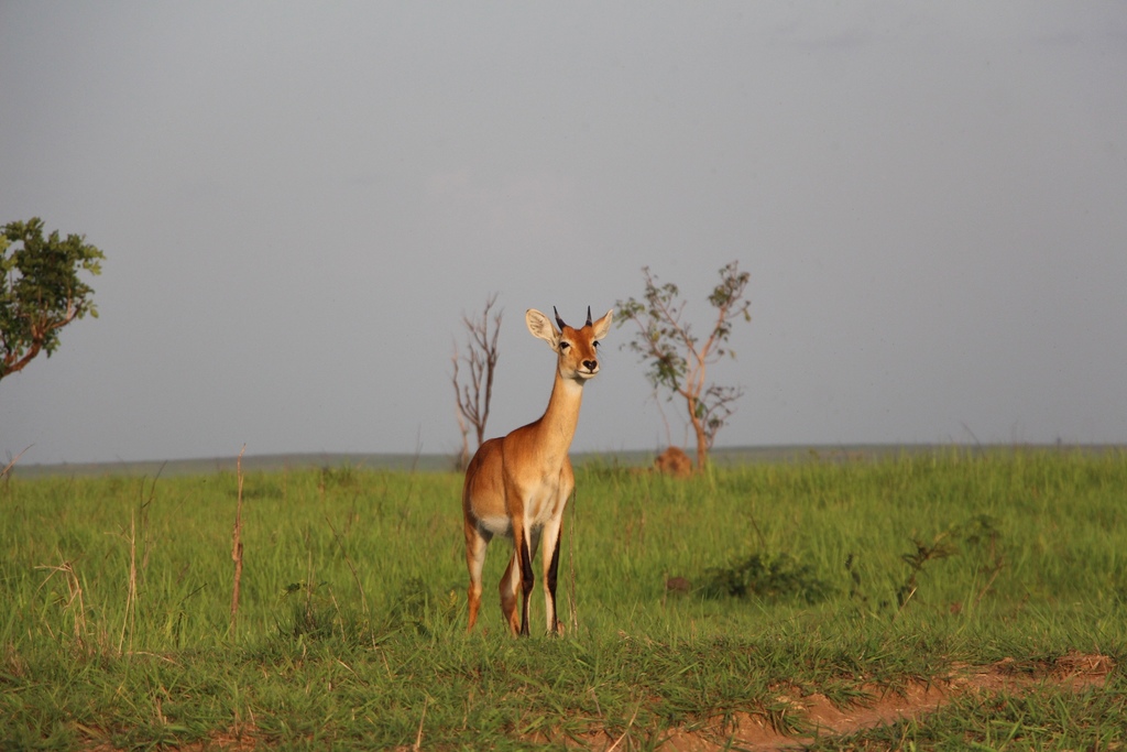 Ugandan Kob (Kobus kob thomasi) - Know Your Mammals