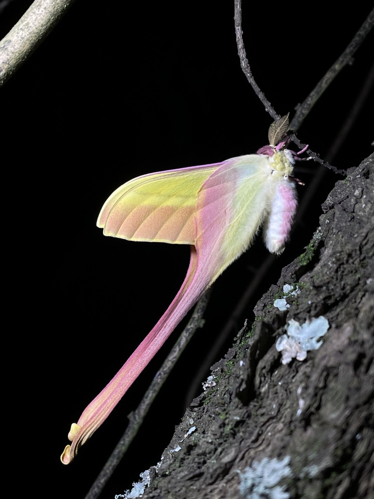 Chinese Moon Moth From CN On September 10 2021 At 09 59