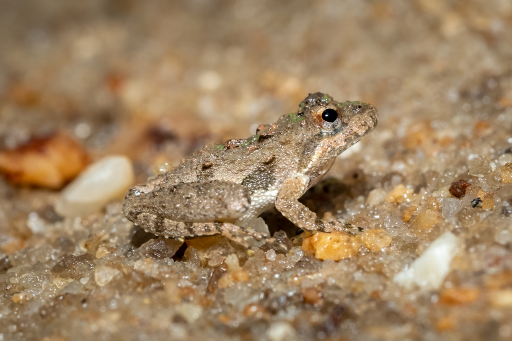 Northern Cricket Frog From Forest Landing Garner NC 27529 USA On northern-cricket-frog-from-forest-landing-garner-nc-27529-usa-on