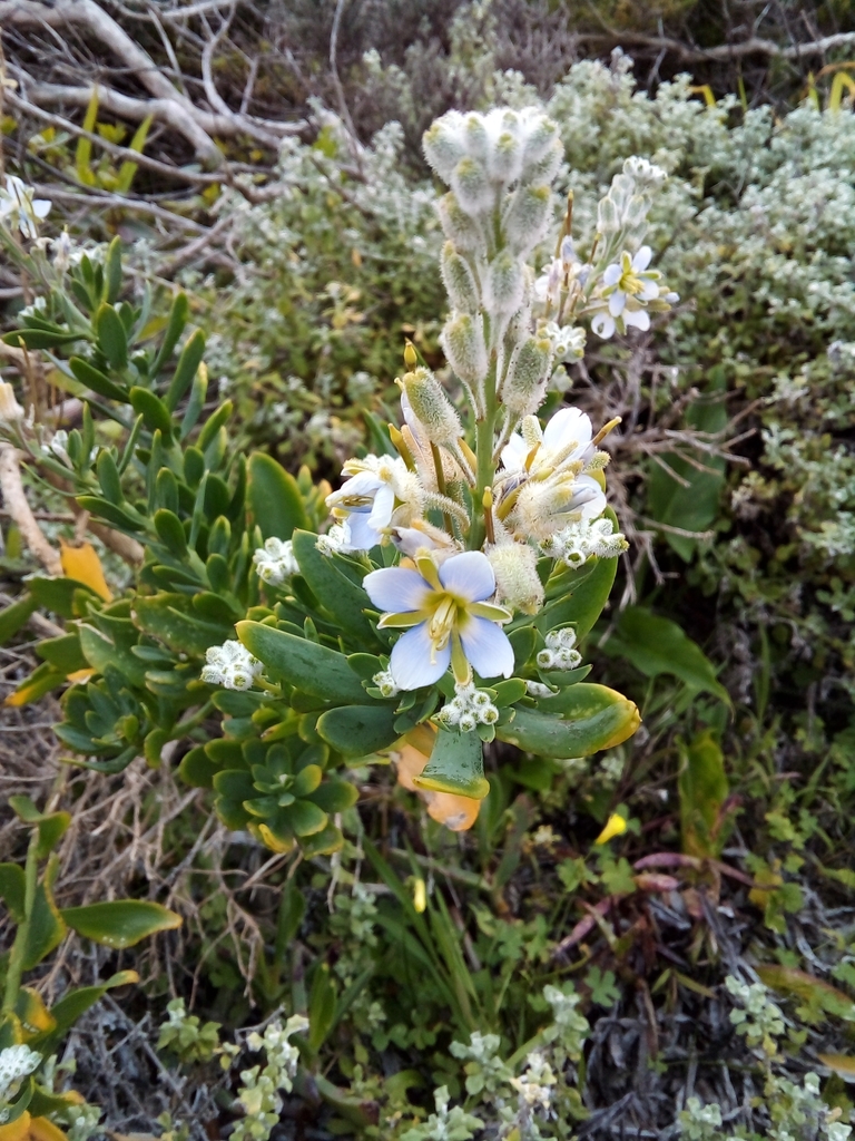 flowering plants from Birkenhead, South Africa on September 14, 2021 at ...