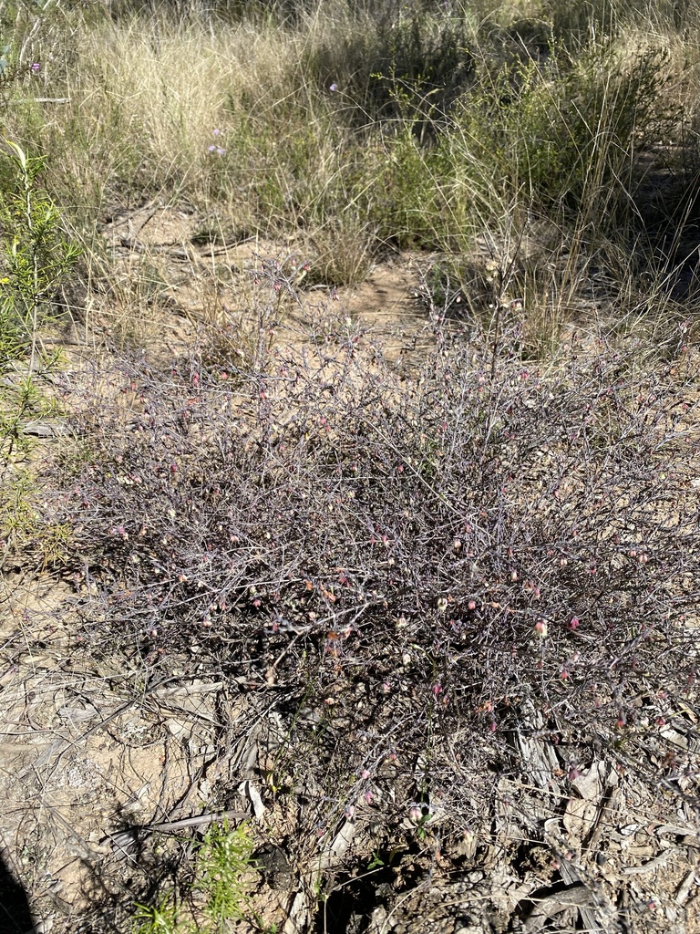 Homoranthus darwinioides in September 2021 by Sebastian Miller ...