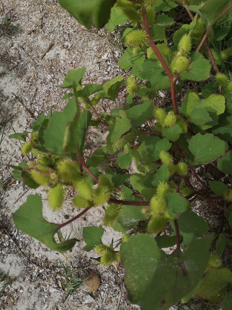 Californian bur from 07026 Pittulongu, Sassari, Italien on September 15 ...