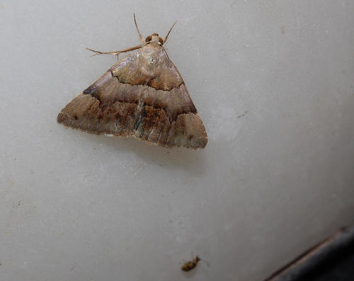 Genus Euphiusa · iNaturalist